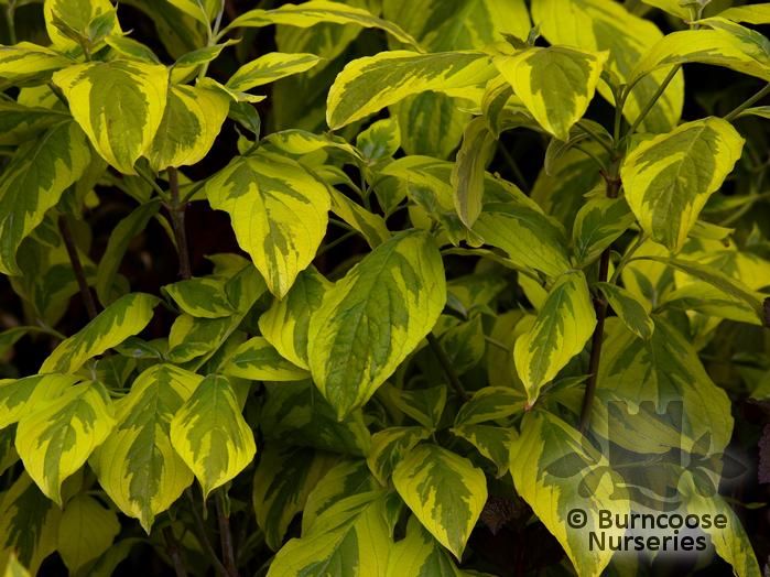Cornus Florida 'Rainbow' from Burncoose Nurseries FLOWERING DOGWOODS