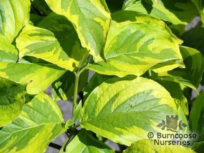 Cornus Florida 'Rainbow' from Burncoose Nurseries FLOWERING DOGWOODS