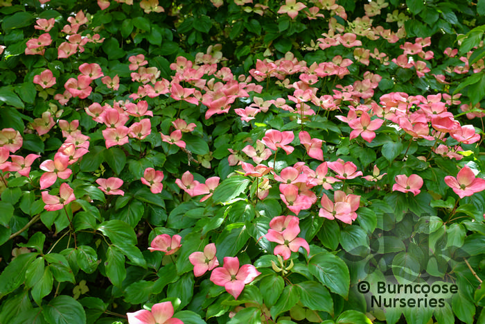 Cornus Florida 'Red Giant' from Burncoose Nurseries FLOWERING DOGWOODS