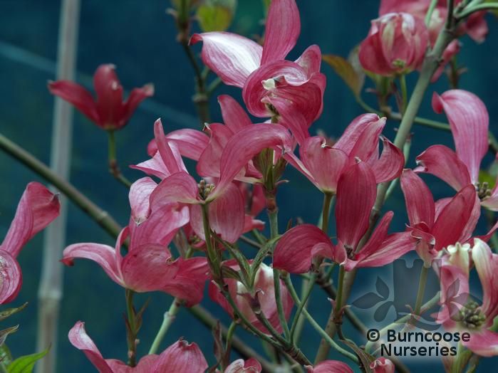 Cornus Florida 'Red Giant' from Burncoose Nurseries FLOWERING DOGWOODS