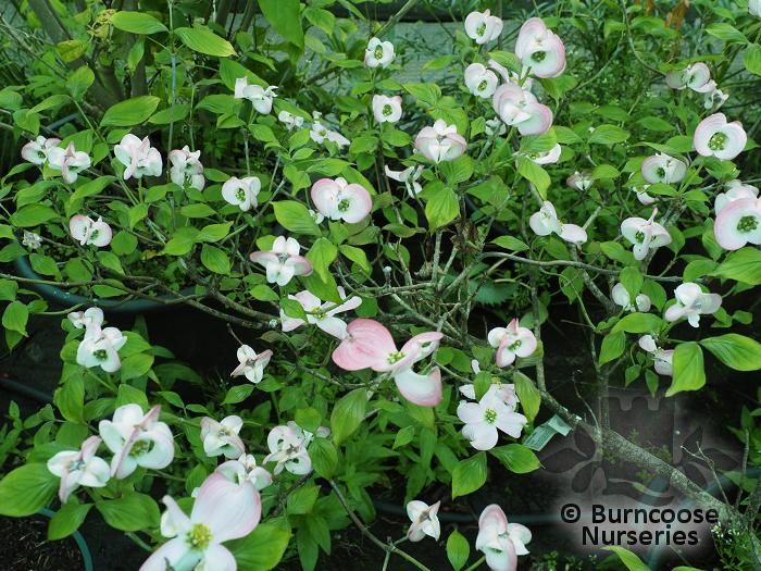 Cornus Florida Rubra from Burncoose Nurseries FLOWERING DOGWOODS