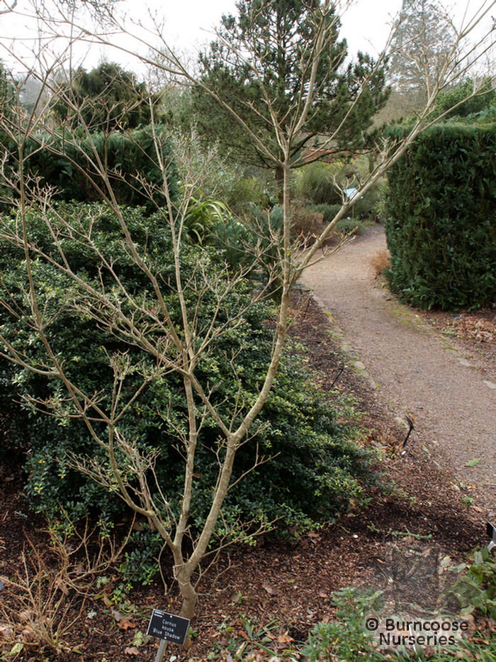 Cornus Kousa from Burncoose Nurseries FLOWERING DOGWOODS