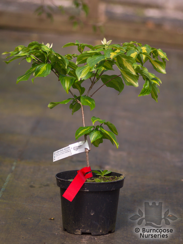 Cornus Kousa 'Gold Star' from Burncoose Nurseries FLOWERING DOGWOODS