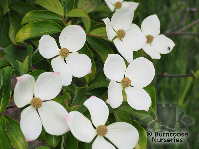 Cornus 'Norman Hadden' from Burncoose Nurseries FLOWERING DOGWOODS