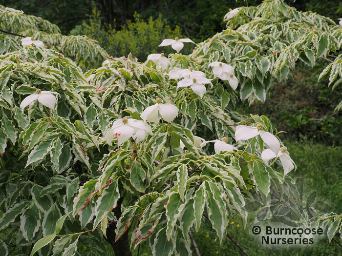 Cornus Kousa 'Samaritan' from Burncoose Nurseries FLOWERING DOGWOODS