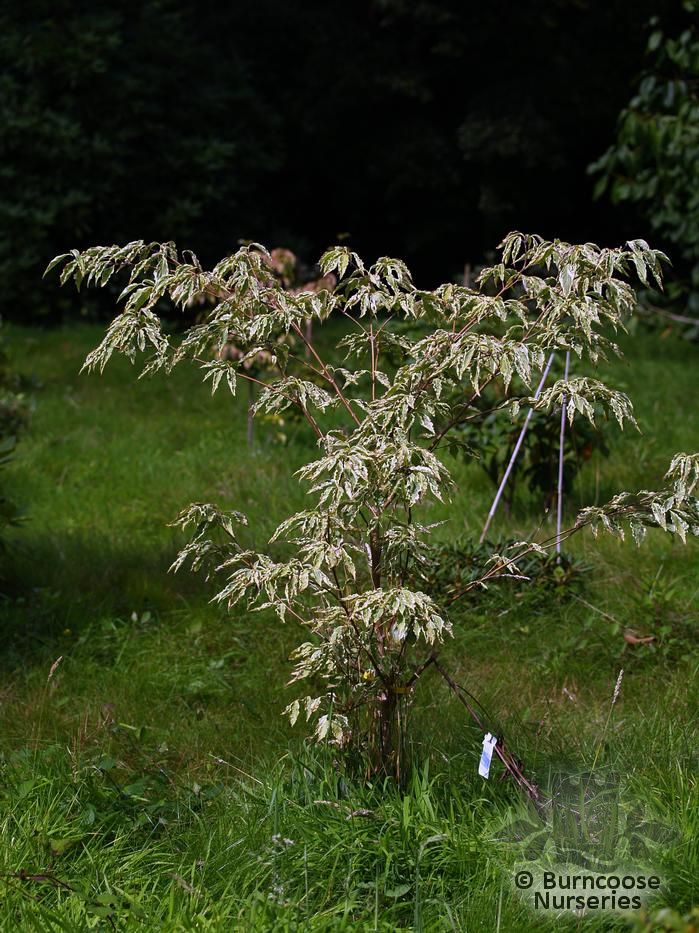 Cornus Kousa 'Samaritan' from Burncoose Nurseries FLOWERING DOGWOODS