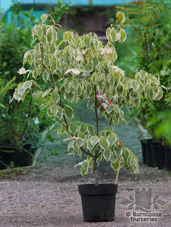Cornus Kousa 'Samaritan' from Burncoose Nurseries FLOWERING DOGWOODS