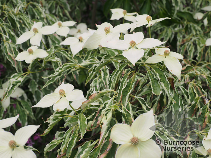 Cornus Kousa from Burncoose Nurseries FLOWERING DOGWOODS