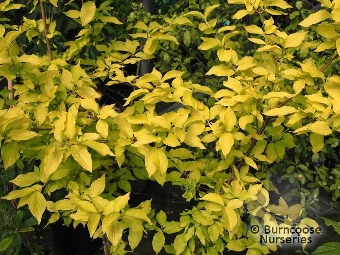 Cornus Mas 'Aurea' from Burncoose Nurseries FLOWERING DOGWOODS