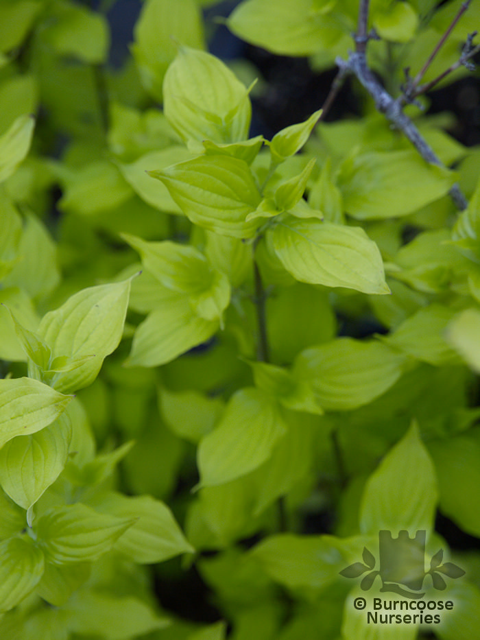 Cornus Mas 'Aurea' from Burncoose Nurseries FLOWERING DOGWOODS