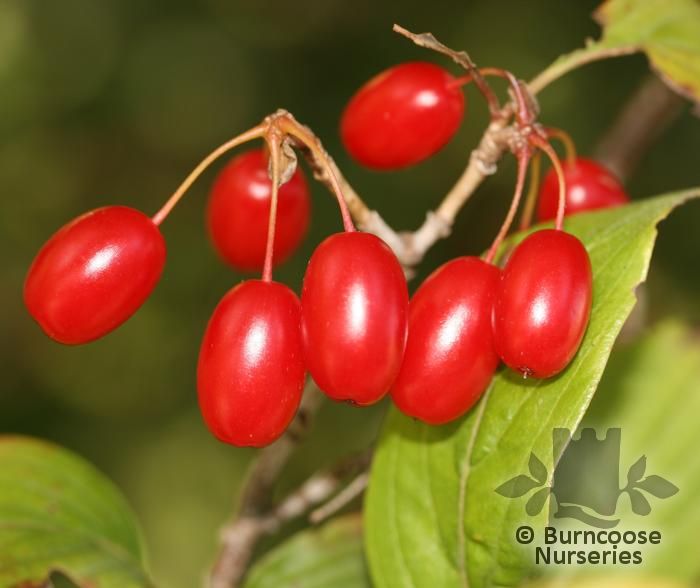 Cornus Officinalis from Burncoose Nurseries FLOWERING DOGWOODS