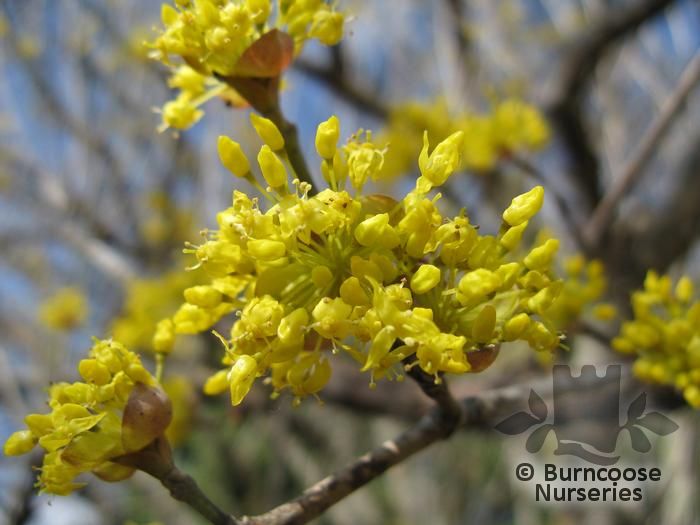 Cornus Officinalis from Burncoose Nurseries FLOWERING DOGWOODS