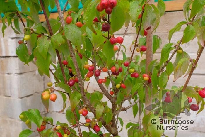 Cornus Officinalis from Burncoose Nurseries FLOWERING DOGWOODS