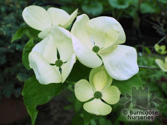 Cornus 'Ormonde' from Burncoose Nurseries FLOWERING DOGWOODS