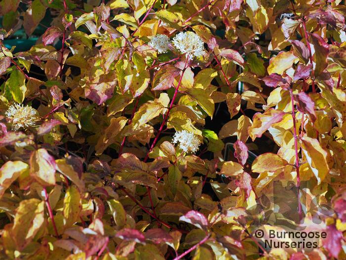 Cornus Sanguinea 'Midwinter Fire' from Burncoose Nurseries COLOURED ...