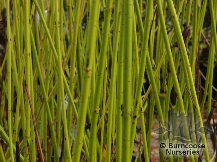 Cornus Stolonifera 'Flaviramea' from Burncoose Nurseries COLOURED ...