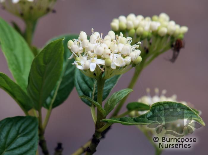 Cornus Stolonifera 'Flaviramea' from Burncoose Nurseries COLOURED ...