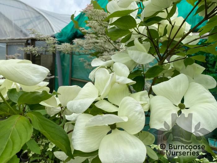 Cornus 'Venus' from Burncoose Nurseries FLOWERING DOGWOODS