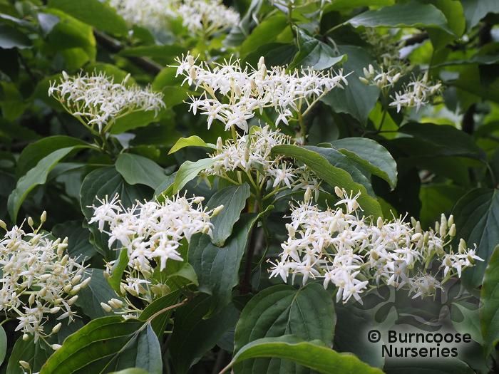 Cornus Wilsoniana from Burncoose Nurseries