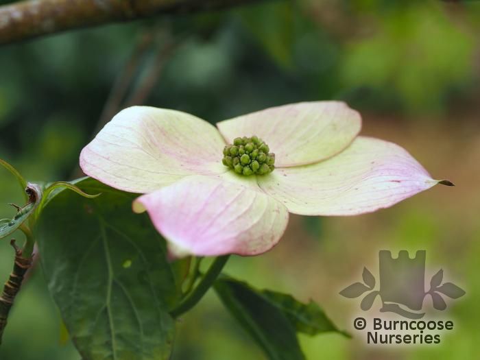 Cornus X Rutgersensis 'Stellar Pink' from Burncoose Nurseries FLOWERING ...