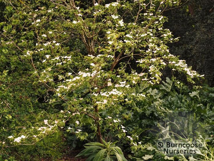 Cornus X Rutgersensis 'Stellar Pink' from Burncoose Nurseries FLOWERING ...