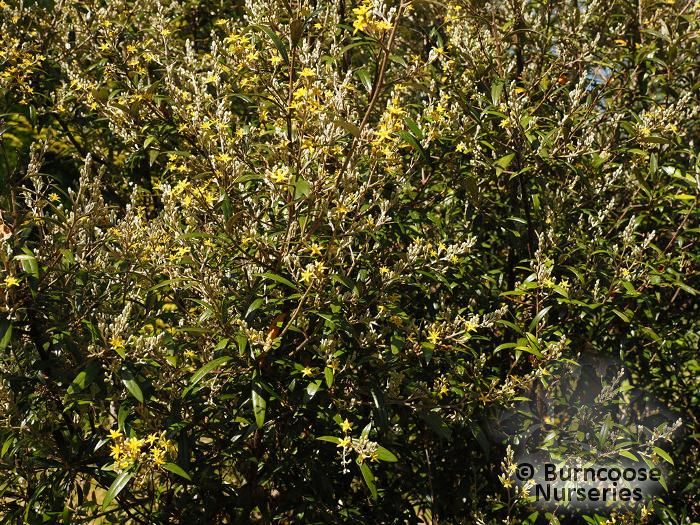 Corokia Buddlejoides from Burncoose Nurseries