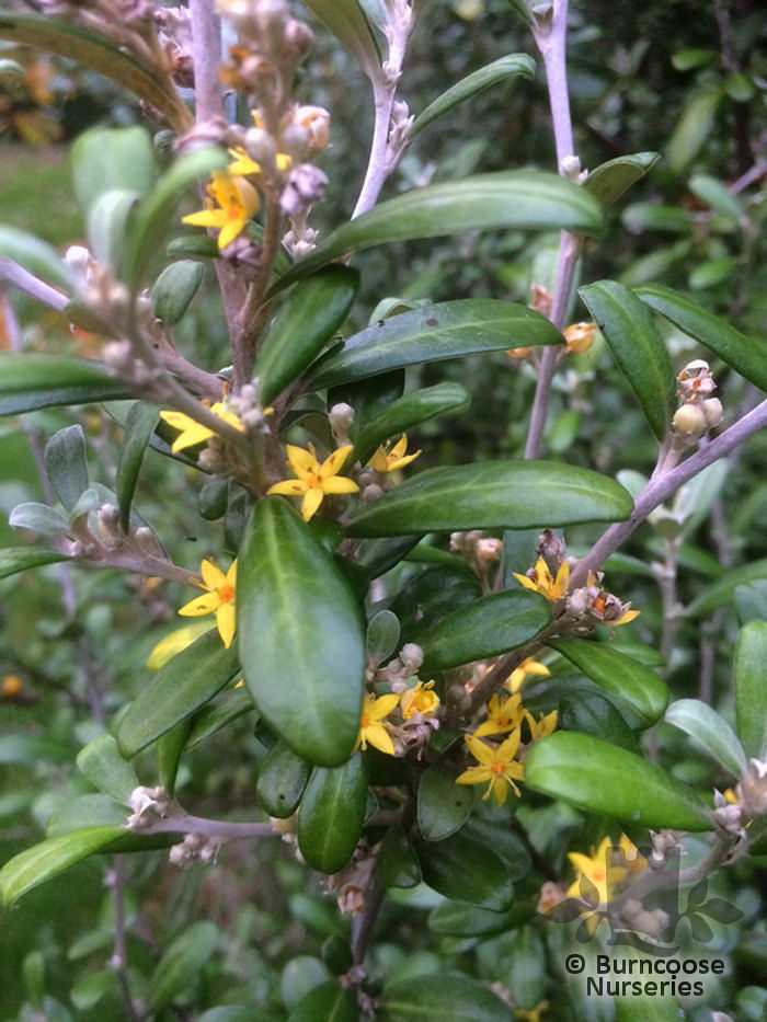 Corokia Buddlejoides from Burncoose Nurseries