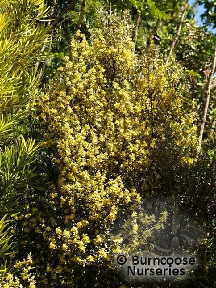Corokia from Burncoose Nurseries