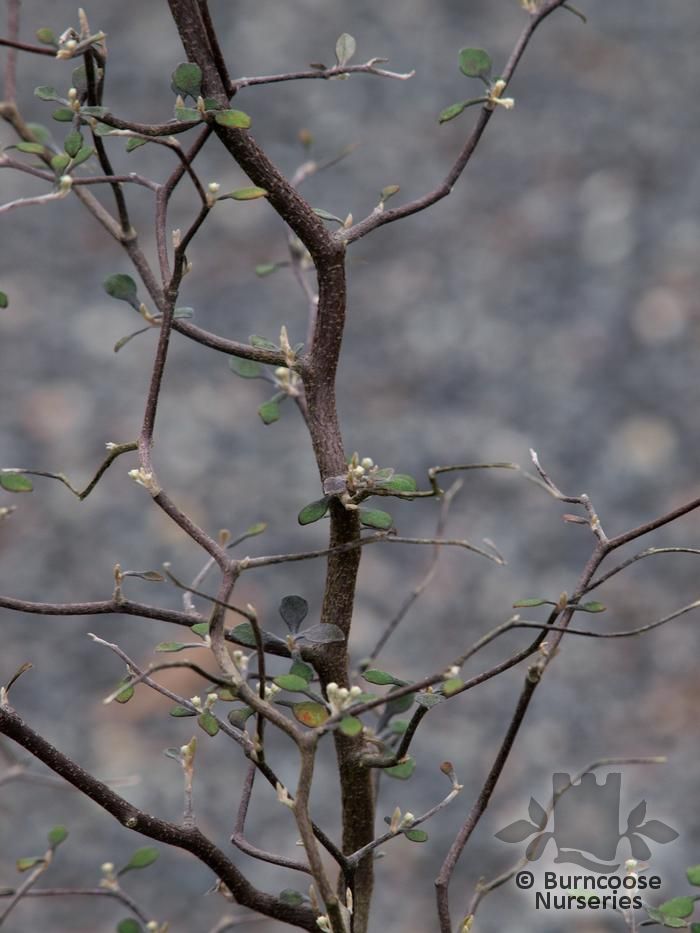 Corokia Cotoneaster from Burncoose Nurseries