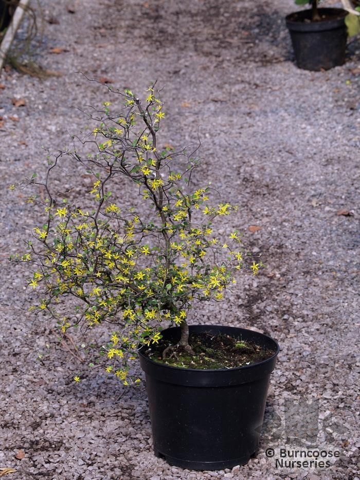 Corokia Cotoneaster from Burncoose Nurseries