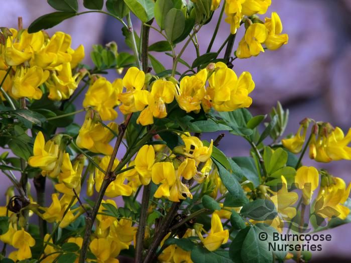 Coronilla Emerus from Burncoose Nurseries
