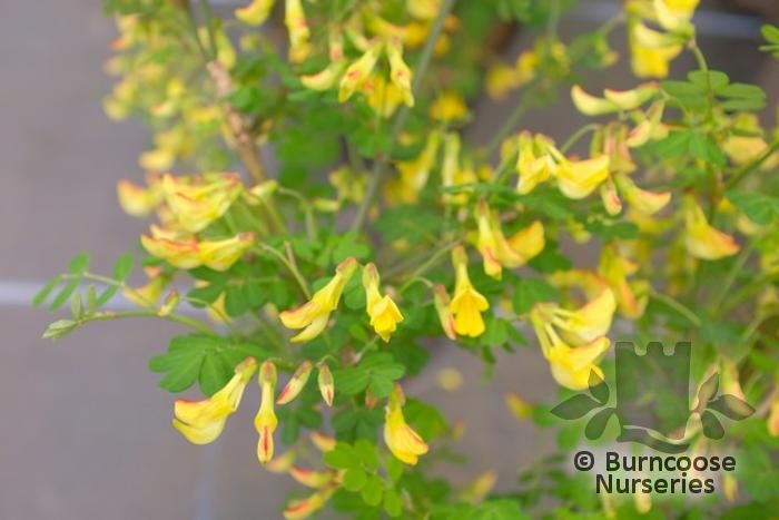 Coronilla Emerus from Burncoose Nurseries