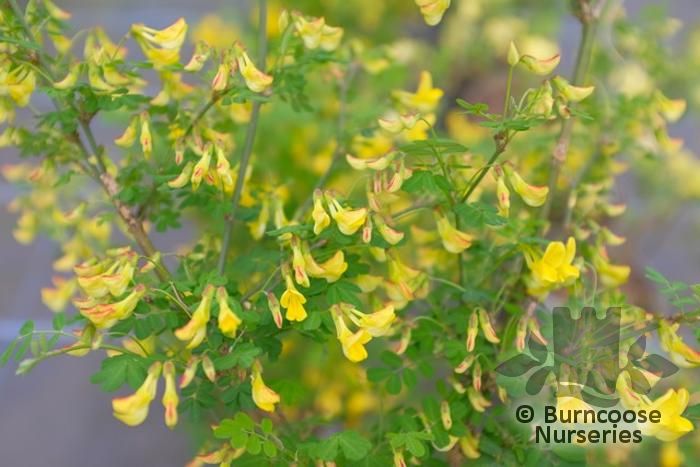 Coronilla Emerus from Burncoose Nurseries