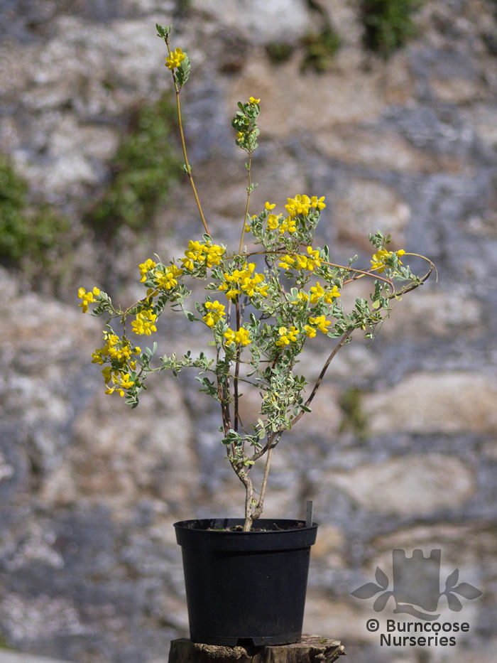 Coronilla Valentina Subsp Glauca 'Variegata' from Burncoose Nurseries