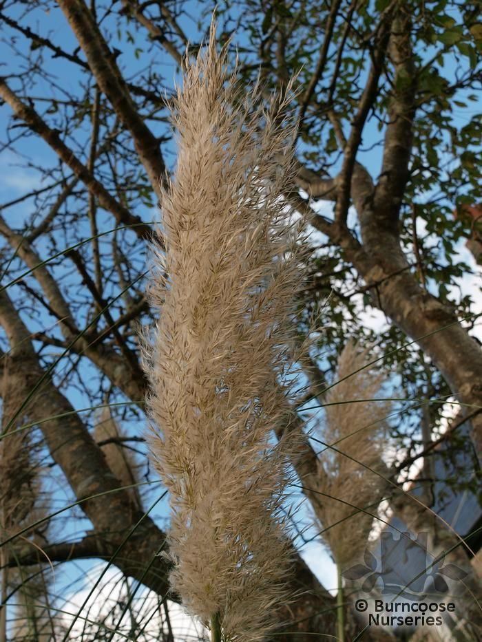 Cortaderia from Burncoose Nurseries