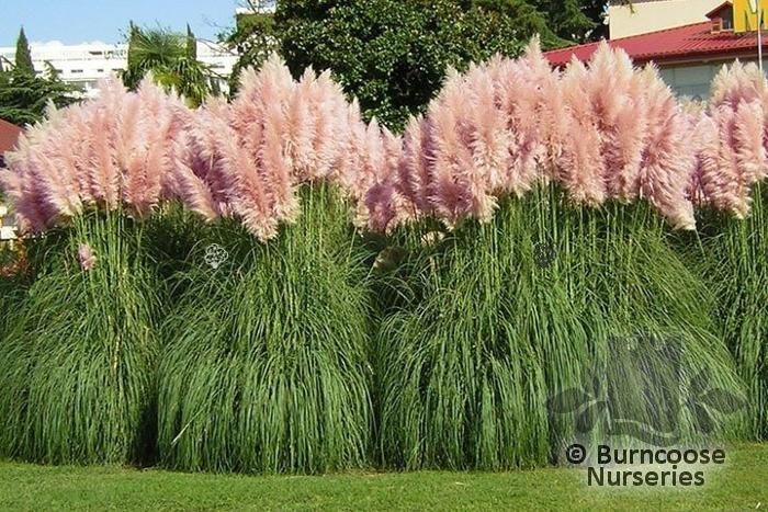 Cortaderia Selloana 'Rosea' from Burncoose Nurseries