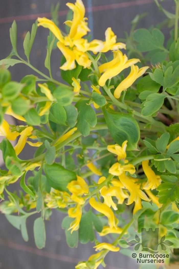 Corydalis 'Canary Feathers' from Burncoose Nurseries