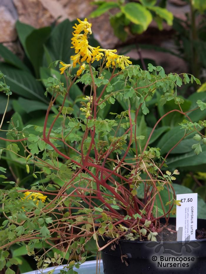 Corydalis from Burncoose Nurseries