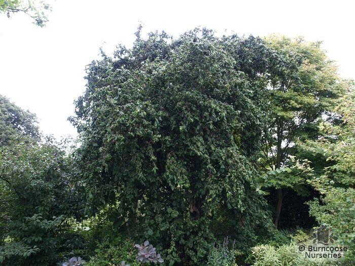 Corylus Avellana 'Contorta' from Burncoose Nurseries