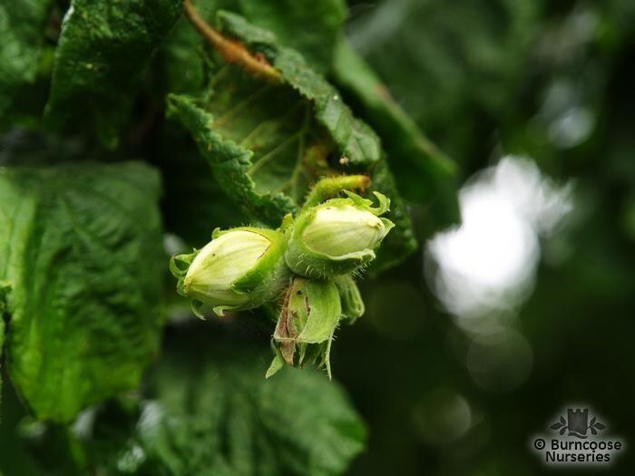 Corylus Avellana 'Contorta' from Burncoose Nurseries