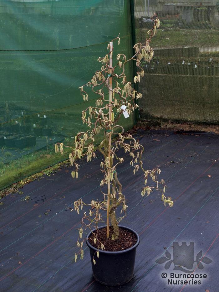 Corylus Avellana 'Contorta' from Burncoose Nurseries
