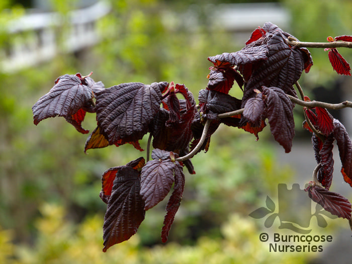 Corylus Avellana 'Contorta' 'Red Majestic' from Burncoose Nurseries