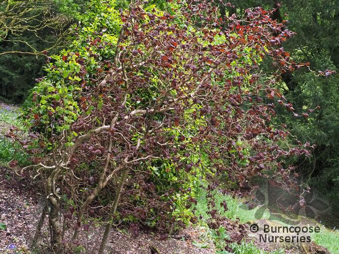 Corylus Avellana 'Contorta' 'Red Majestic' from Burncoose Nurseries
