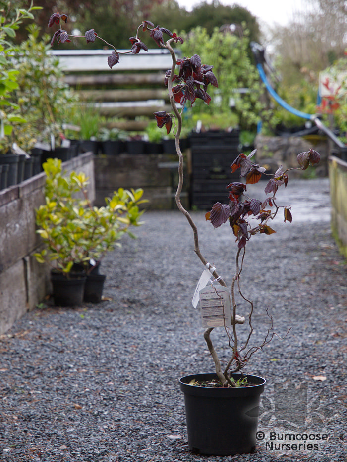 Corylus Avellana 'Contorta' 'Red Majestic' from Burncoose Nurseries