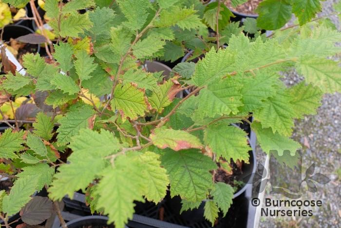 Corylus Avellana 'Heterophylla' from Burncoose Nurseries