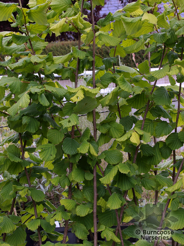 Corylus Avellana 'Kentish Cob' from Burncoose Nurseries