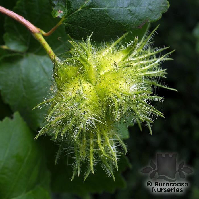 Corylus Colurna from Burncoose Nurseries