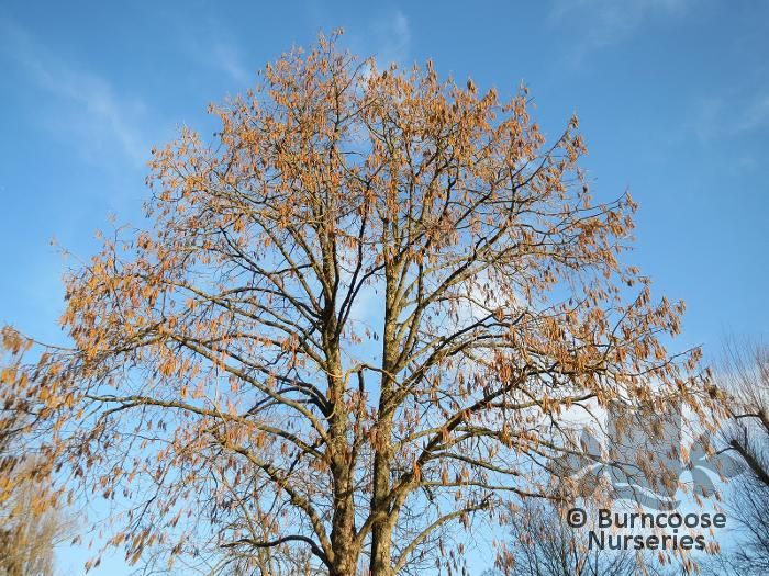 Corylus Colurna from Burncoose Nurseries