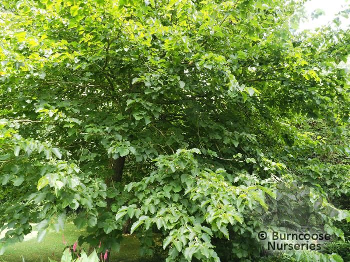 Corylus Colurna from Burncoose Nurseries