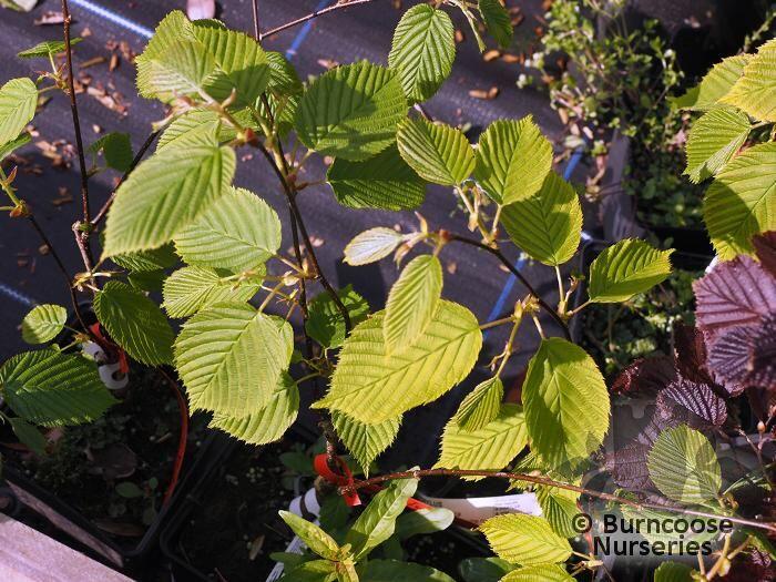 Corylus Ferox Var. Tibetica from Burncoose Nurseries